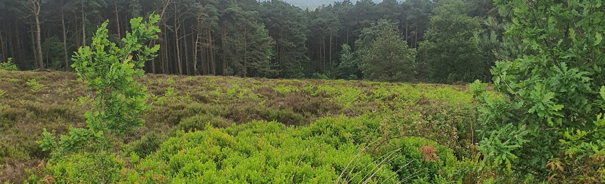 Timberstock and The Cloud, 283 Photos - Cheshire, England | AllTrails