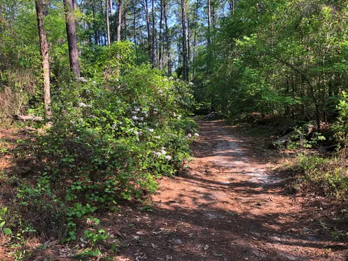 10 Best Trails and Hikes in Aiken | AllTrails