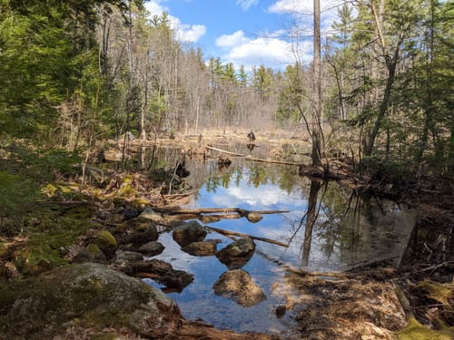 Best Hikes and Trails in Manchester Cedar Swamp Preserve | AllTrails