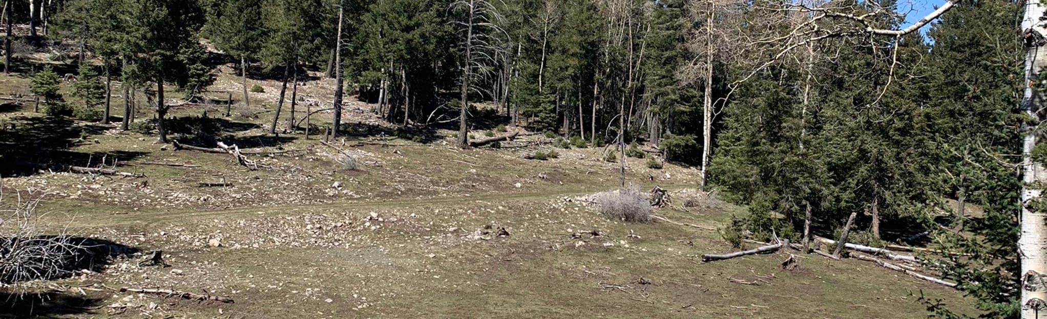 Deadman Canyon Loop Trail: 83 Reviews, Map - New Mexico | AllTrails
