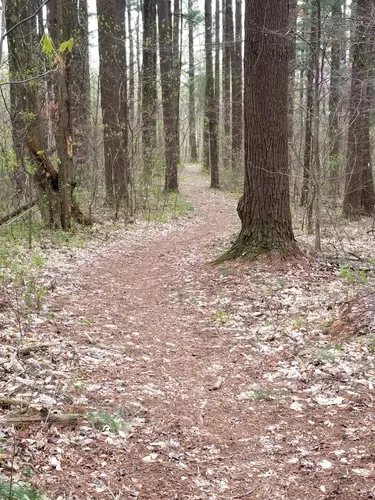 Best Hikes and Trails in Ferdinand State Forest | AllTrails