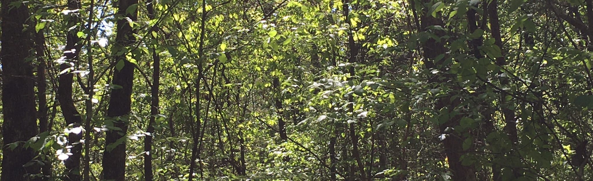 Midland Infinity Nature Trail: 10 Reviews, Map - Arkansas | AllTrails