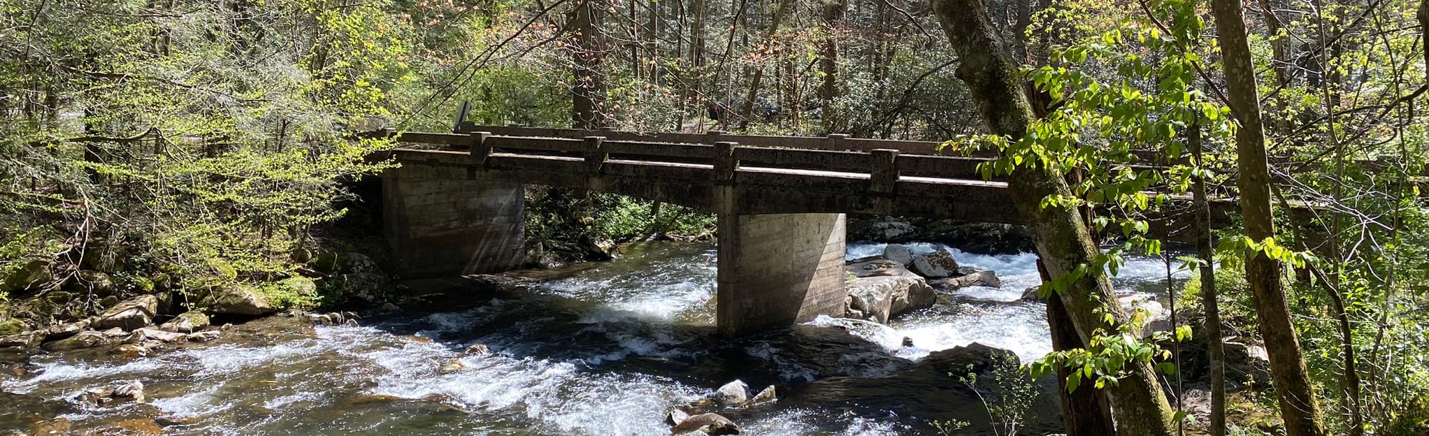 Whigg Ridge Trail, Tennessee - 8 Reviews, Map | AllTrails