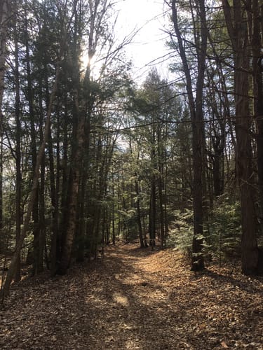 2023 Best 10 Walking Trails in Simcoe County Forest | AllTrails