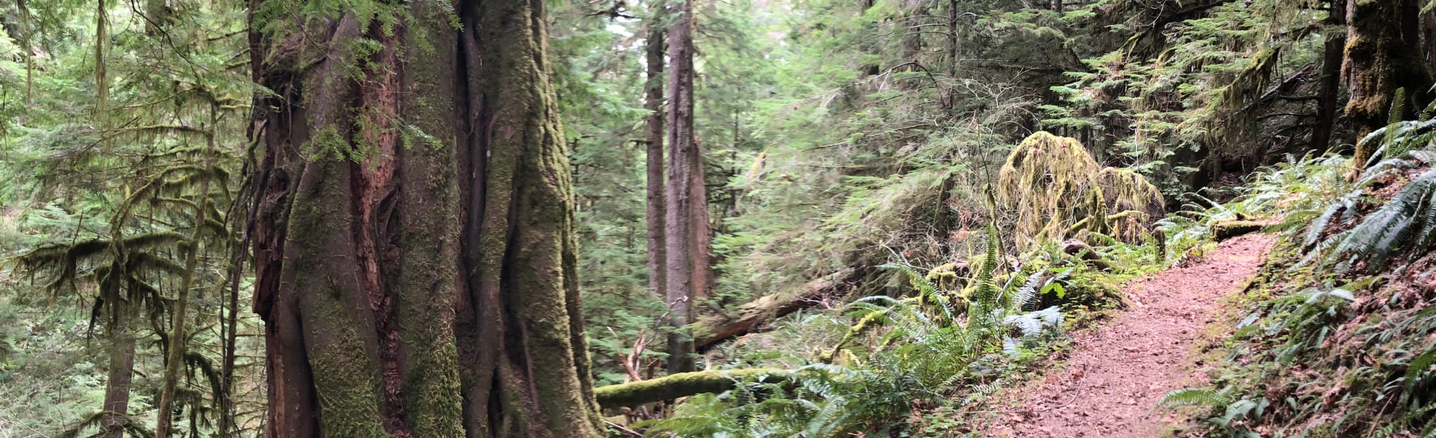 Doerner Fir Trail: 14 Reviews, Map - Oregon | AllTrails