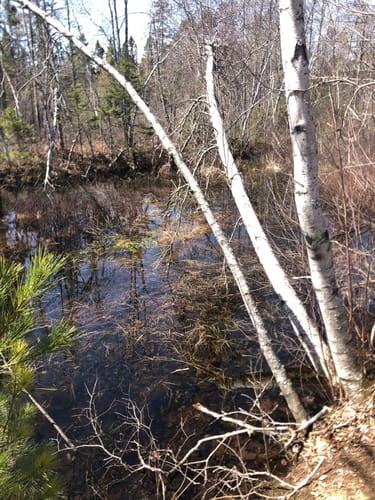 Best Hikes and Trails in Rines Wetlands and Wildlife Preserve | AllTrails