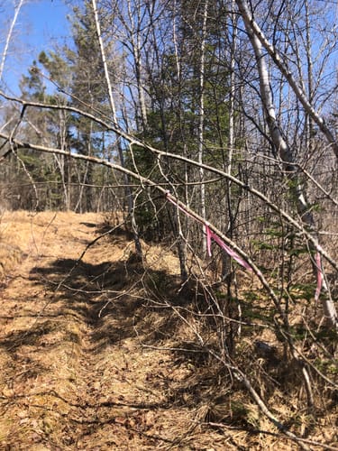 Best Hikes and Trails in Rines Wetlands and Wildlife Preserve | AllTrails