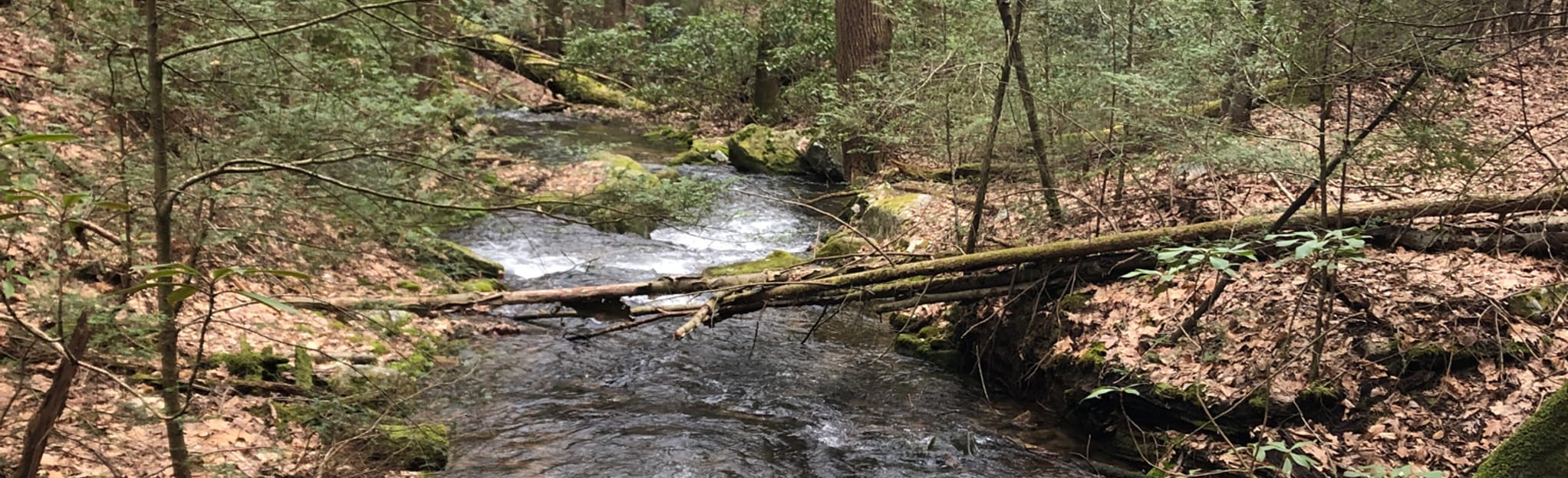 Bear Run Hiking Trail: 28 Reviews, Map - Pennsylvania | AllTrails