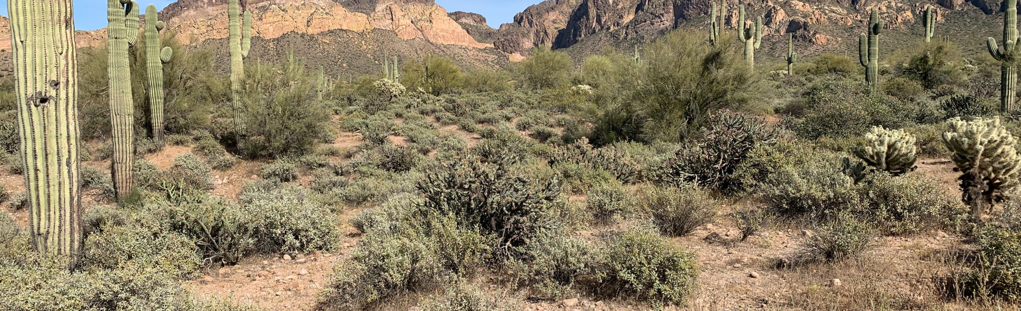 Bulldog Canyon: 421 Reviews, Map - Arizona | AllTrails