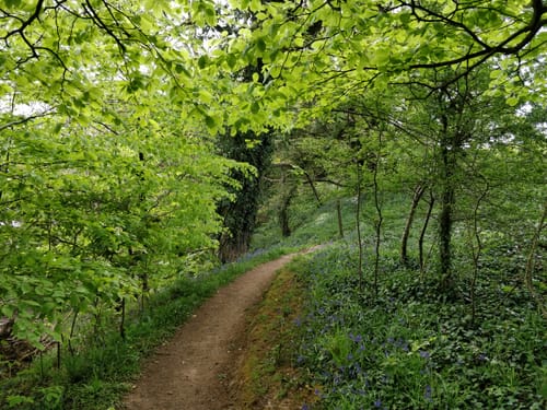 2023 Best 10 Wildflowers Trails in South Devon Area of Outstanding ...
