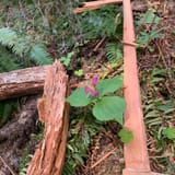 Doerner Fir Trail, Oregon - 29 Reviews, Map | AllTrails