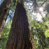 Doerner Fir Trail, Oregon - 21 Reviews, Map | AllTrails