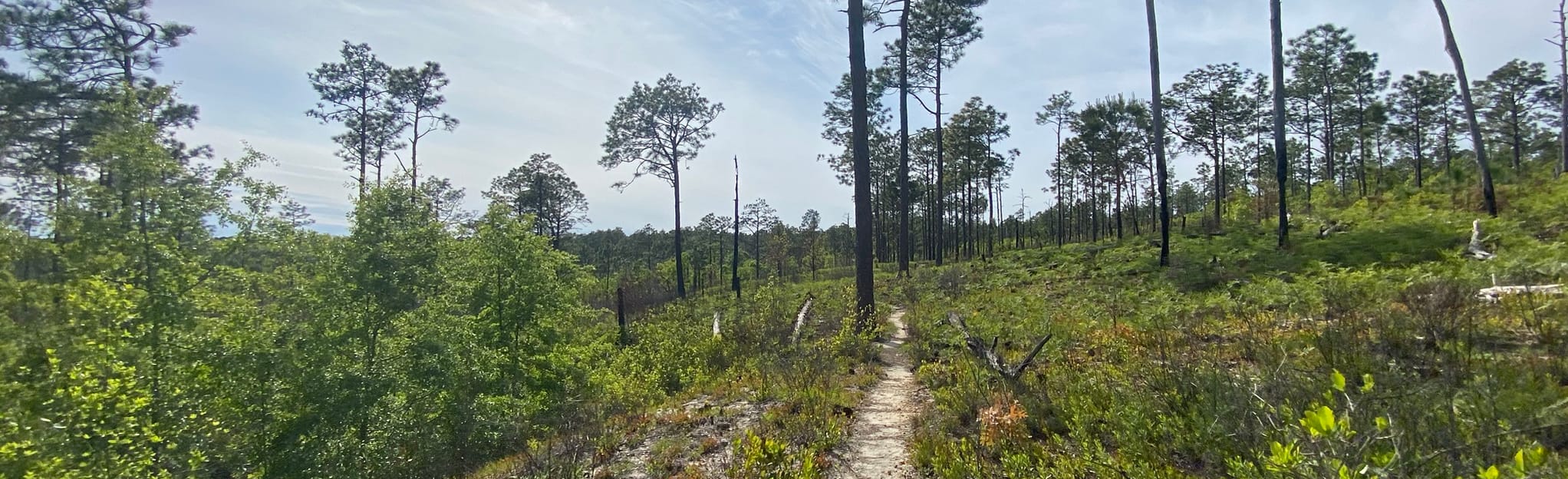 Blue Trail, South Carolina - 130 Reviews, Map | AllTrails