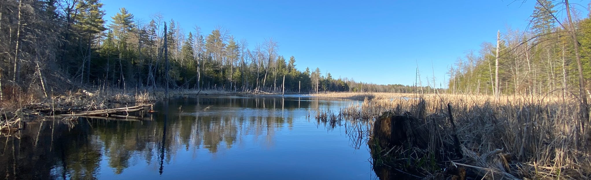 Cattail Marsh Trail Loop, Maine - 35 Reviews, Map | AllTrails