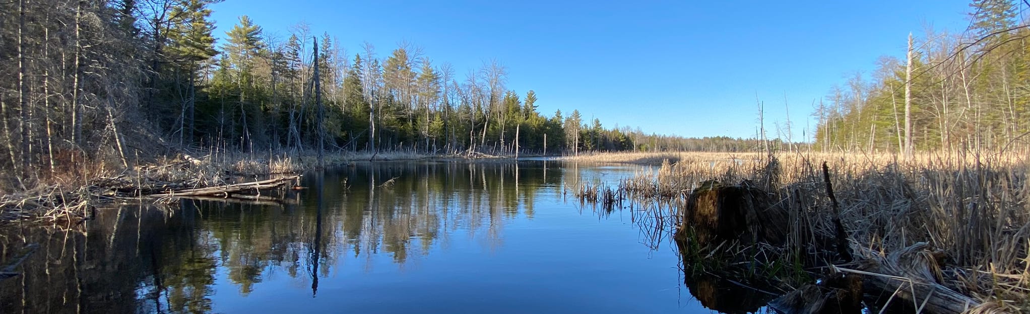 Cattail Marsh and Wood Frog Trail Loop, Maine - 141 Reviews, Map ...