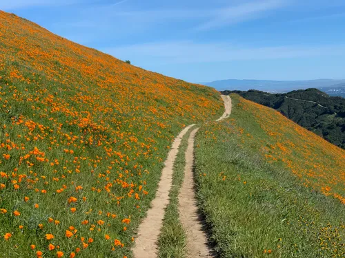 10 Best Trails and Hikes in San Ramon | AllTrails