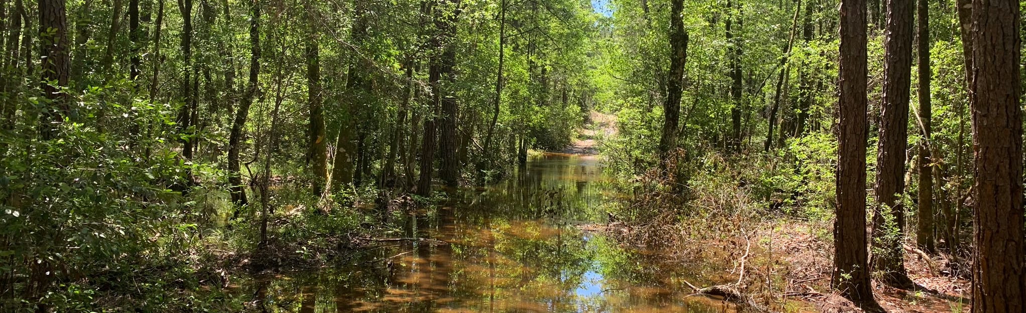 Conecuh Middle Trail, Florida - 13 Reviews, Map | AllTrails