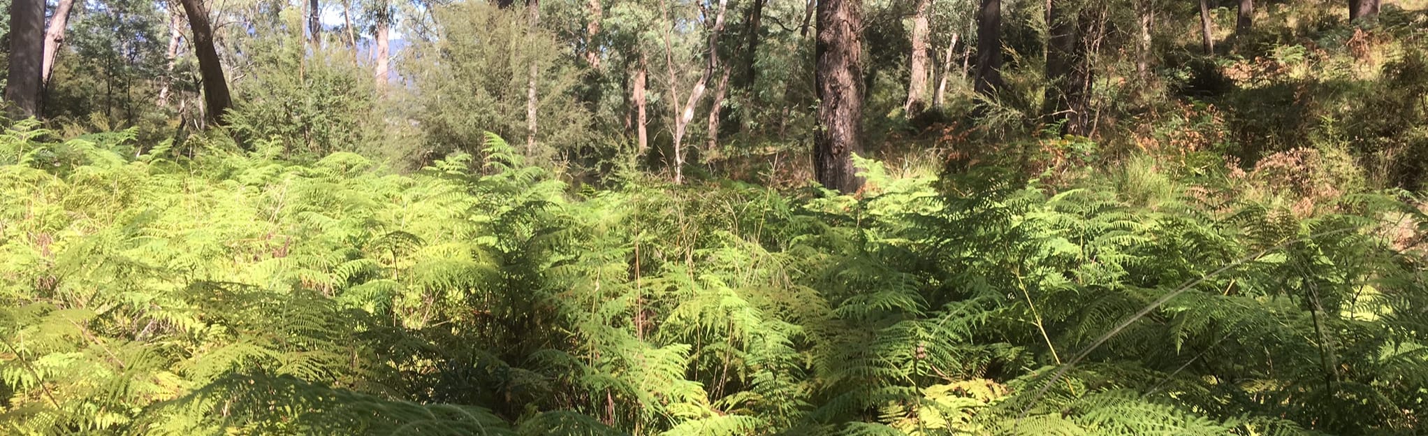 Buffalo Creek to Nug Nug Reserve, Victoria, Australia - 5 Reviews, Map ...