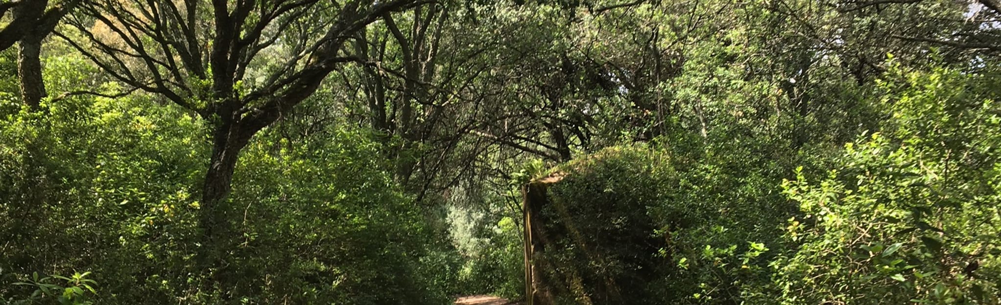 Water Route (Monsanto), Lisbon, Portugal - 209 Reviews, Map | AllTrails