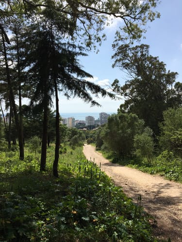 Os 10 melhores trilhos e caminhadas em Parque Florestal de Monsanto ...