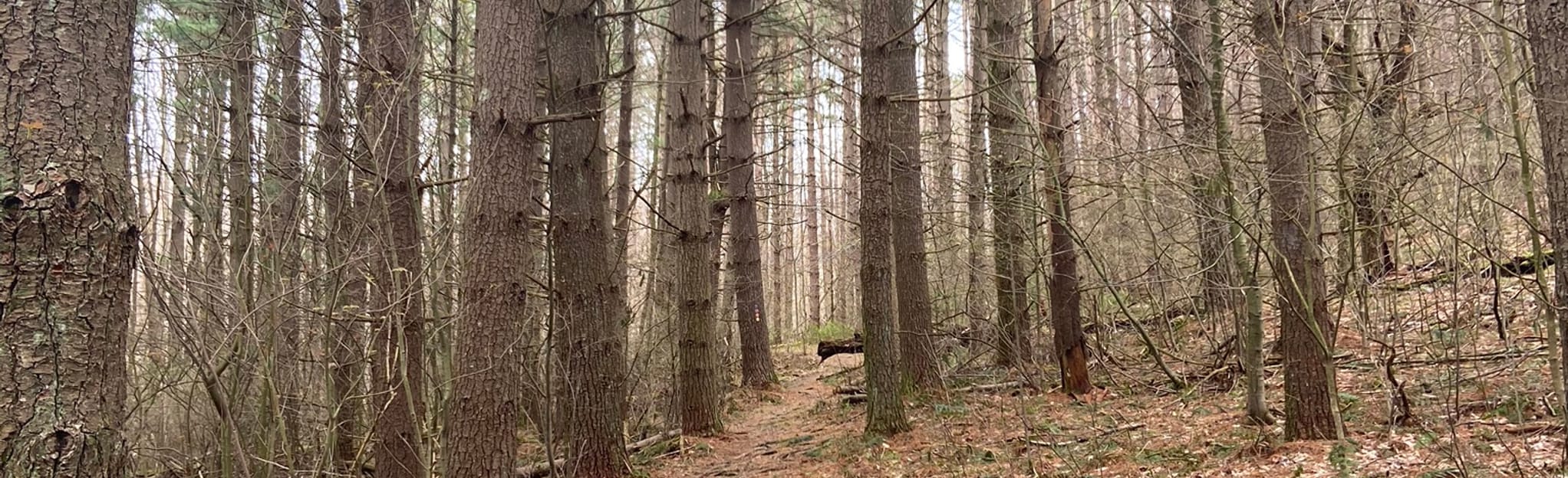 Bear Run Yellow Loop, Pennsylvania - 84 Reviews, Map | AllTrails