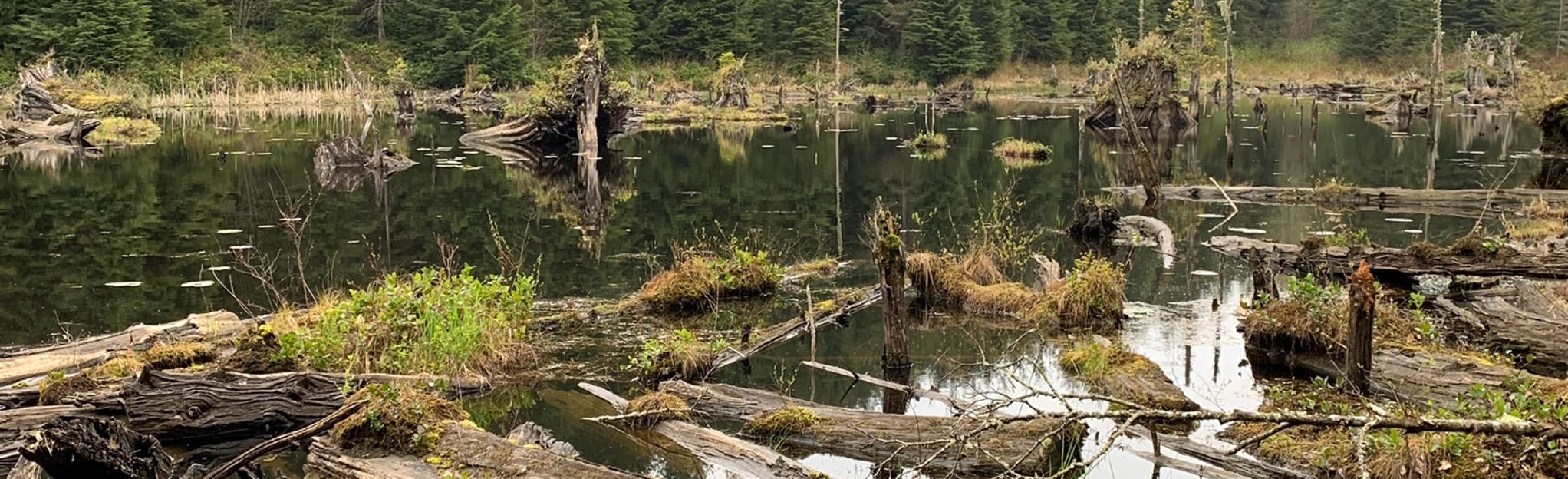 Stump Pond via Mystery Trail, Washington - 40 Reviews, Map | AllTrails