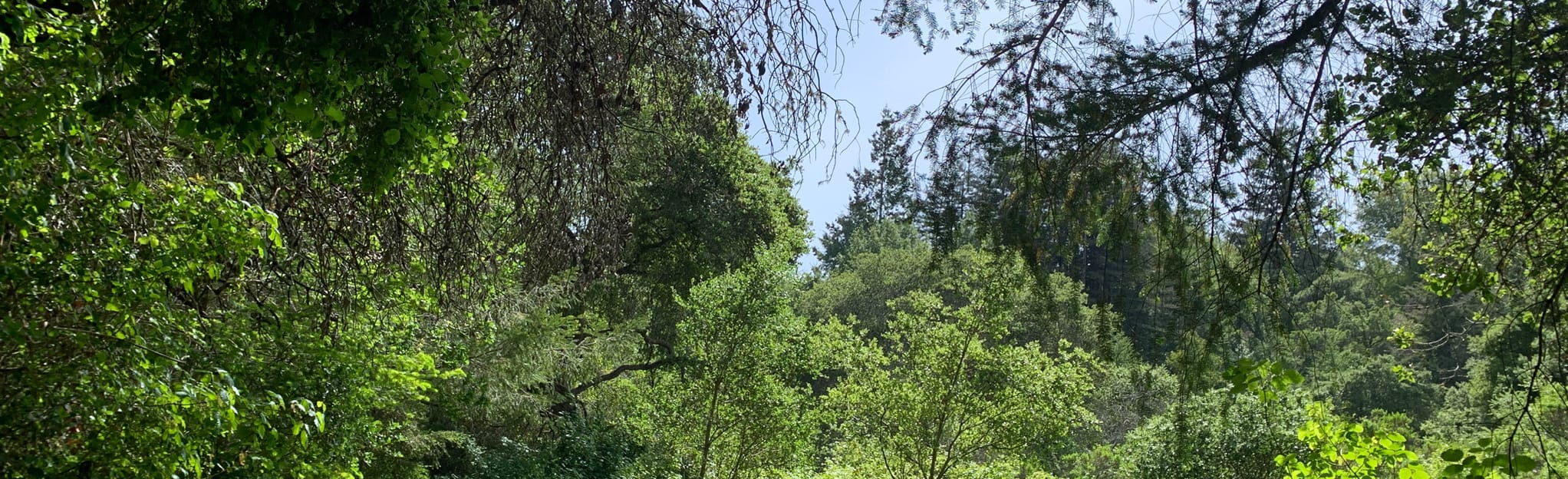 Fern Trail, Spring Trail and Lookout Trail Loop: 438 Reviews, Map ...