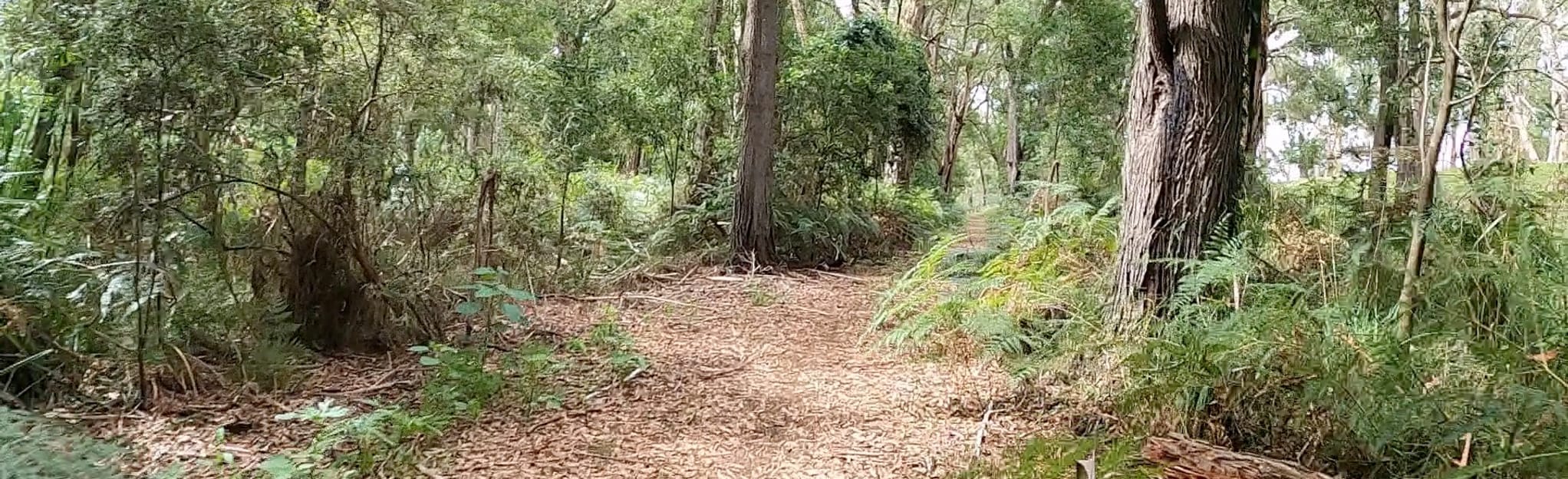 Power Creek Track: 7 Reviews, Map - Victoria, Australia | AllTrails