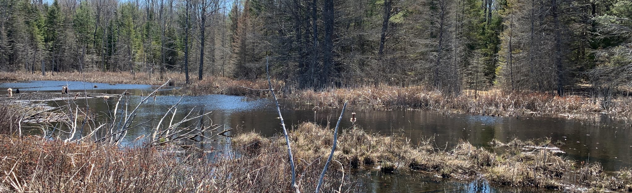 Wakeley Lake Loop | Map, Guide - Michigan | AllTrails