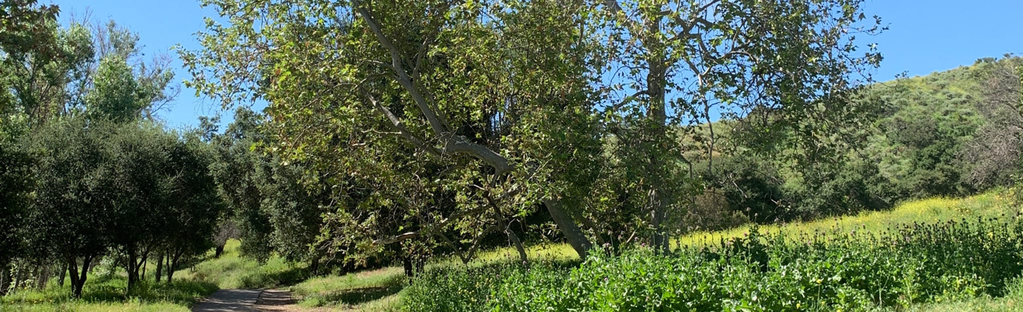 Deer Canyon Park Preserve, California - 245 Reviews, Map | AllTrails