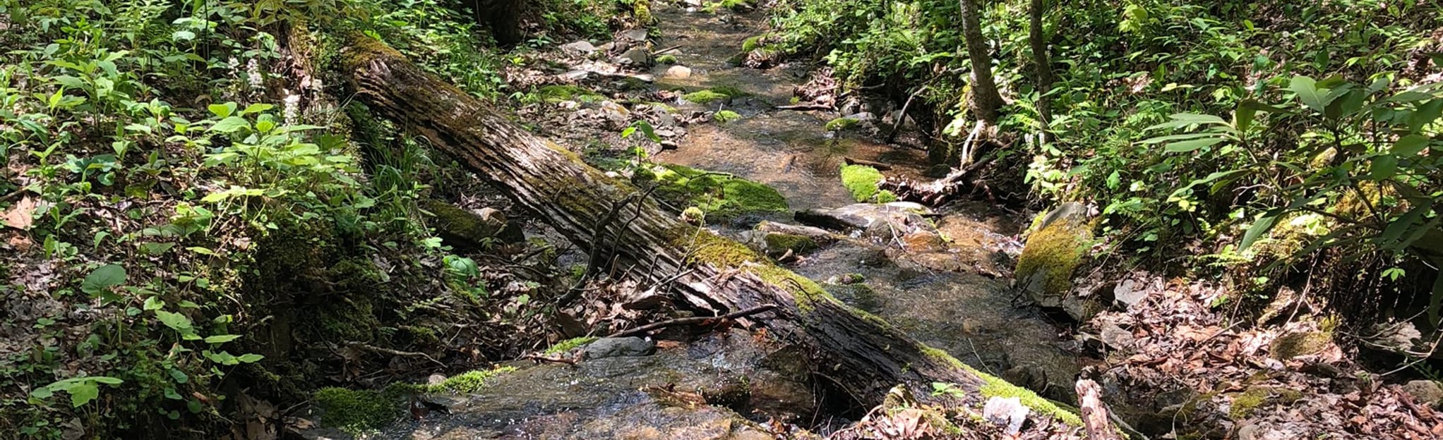 Christmount Loop, North Carolina - 31 Reviews, Map | AllTrails