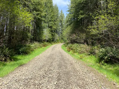 Best Hard Trails in Washington DNR Trail Systems | AllTrails