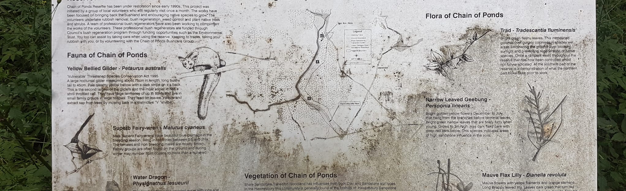 Chain of Ponds Track, New South Wales, Australia - 18 Reviews, Map ...