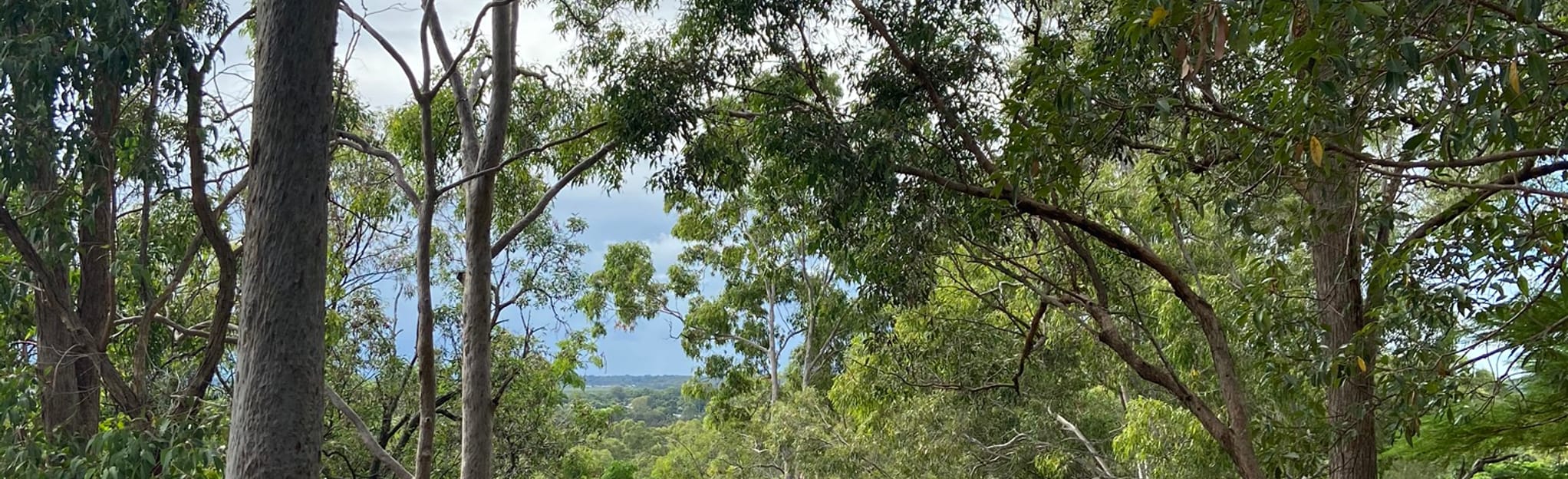 Helensvale Hills: 12 Reviews, Map - Queensland, Australia | AllTrails