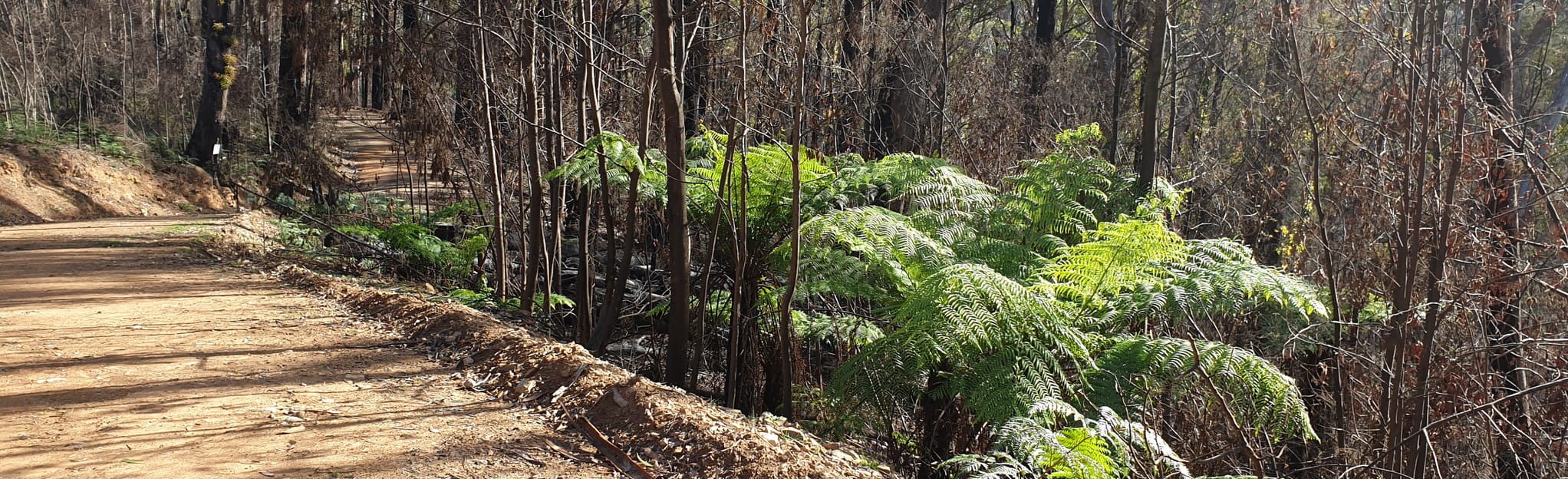 Ezard Track, Victoria, Australia - Map, Guide | AllTrails