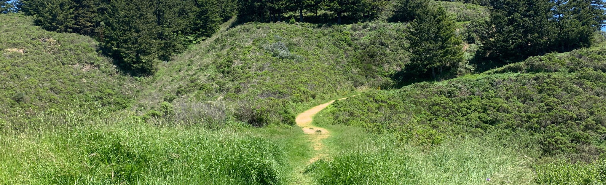 Purisima Creek Redwoods North Ridge Trail [CLOSED]: 1753 Reviews, Map ...