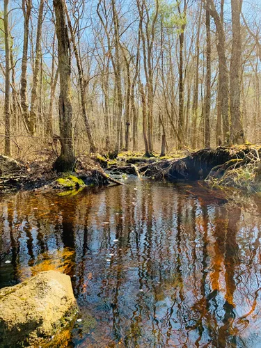 10 Best Hikes and Trails in Freetown Fall River State Forest | AllTrails
