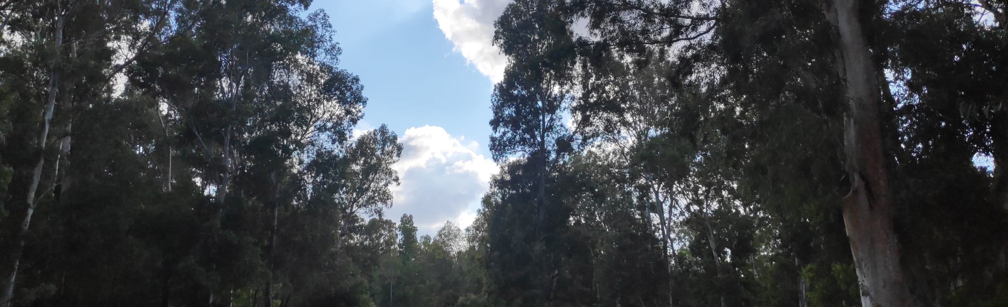 Hadera Forest and Sand Dune Loop: 1 Reviews, Map - Haifa, Israel ...