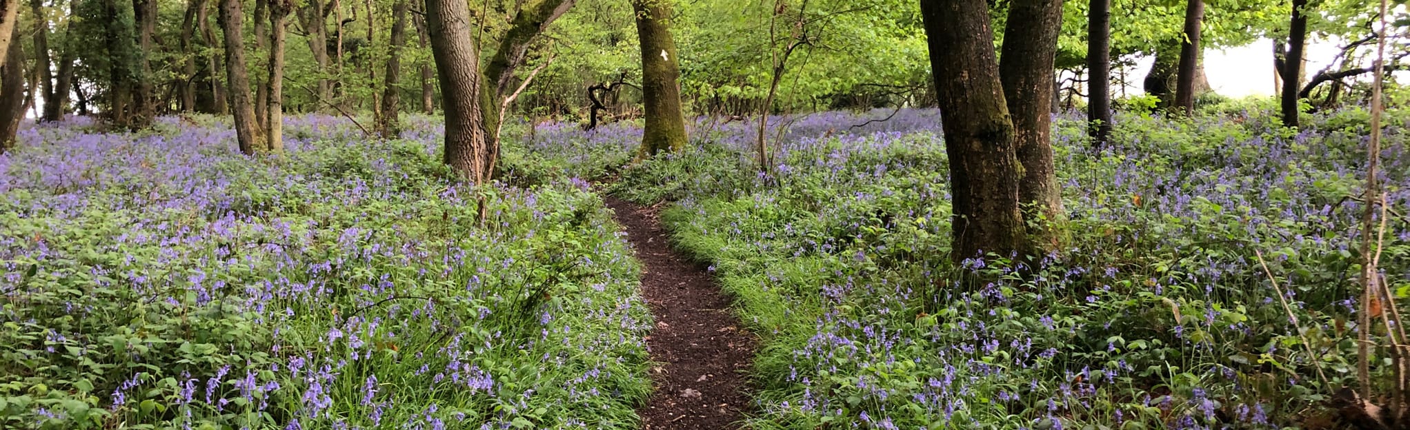 Maidensgrove Circular: 95 foto - Oxfordshire, Inghilterra | AllTrails