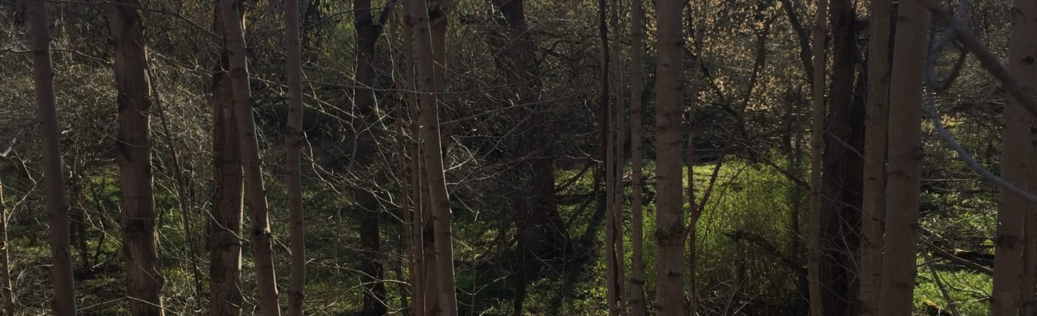 Old Growth Forest Trail: 17 Reviews, Map - Ontario, Canada | AllTrails