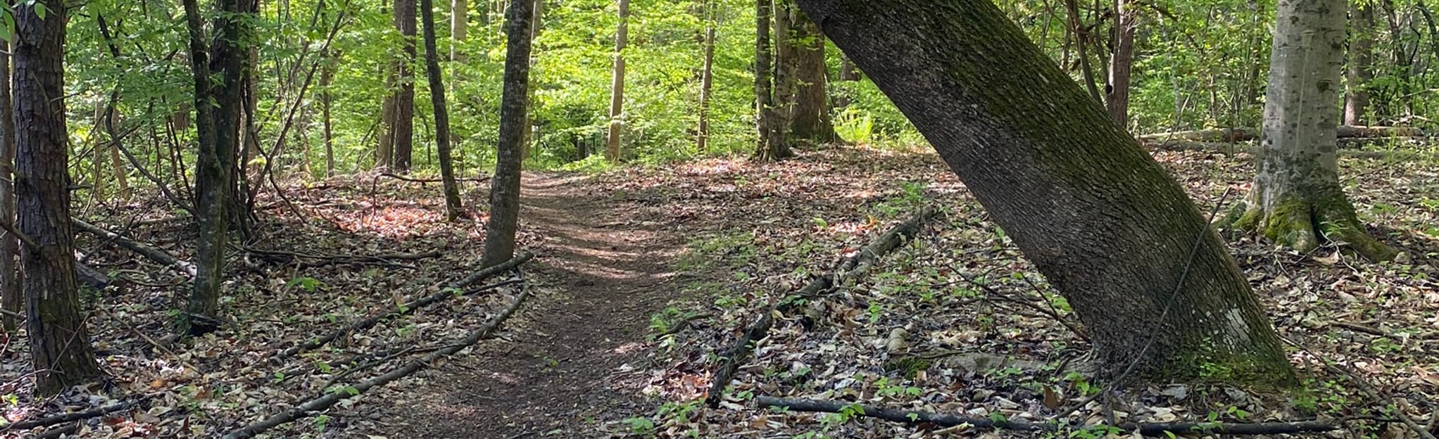 Pleasant Grove North Loop, Virginia - 88 Reviews, Map | AllTrails