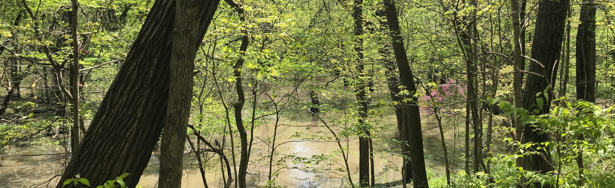 Piatt County Forest Preserve, Illinois - 20 Reviews, Map | AllTrails