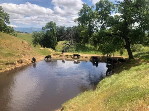 10 Best Trails and Hikes in Sunol | AllTrails
