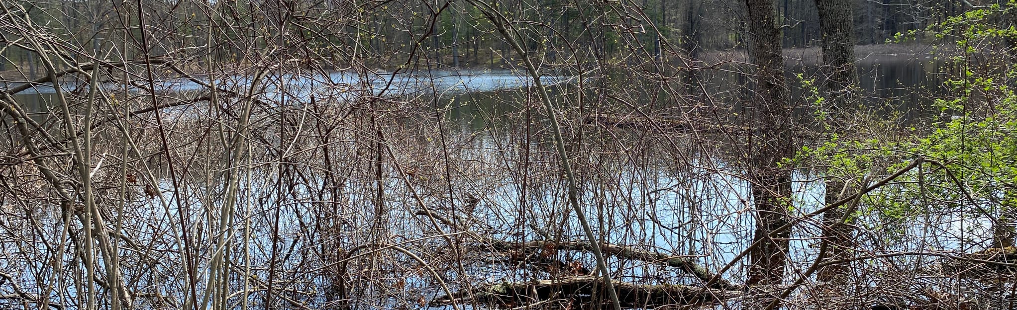 Robert Frost Trail: Sections 5 and 6, 45 Photos - Massachusetts | AllTrails