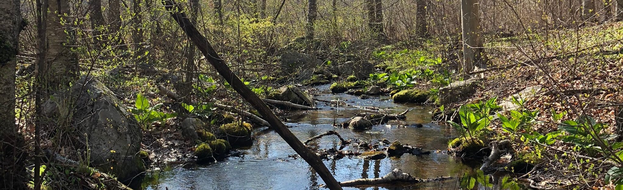 Nayantaquit Trail, Connecticut - 332 Reviews, Map | AllTrails