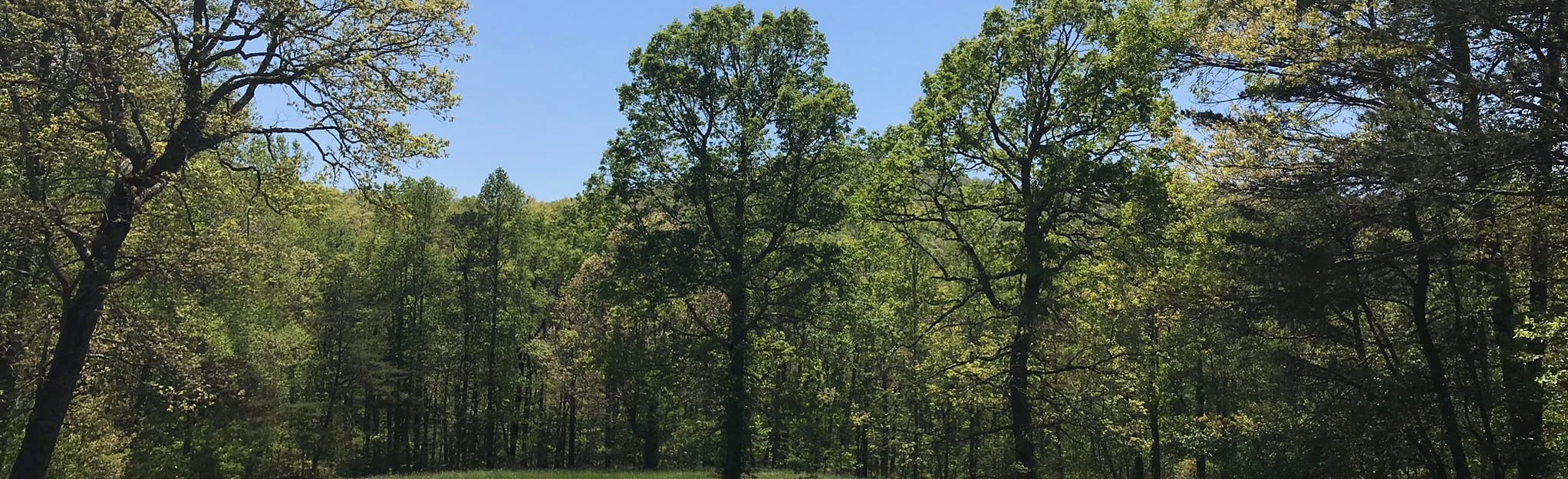 Slick Rock Trail Loop | Map, Guide - Tennessee | AllTrails