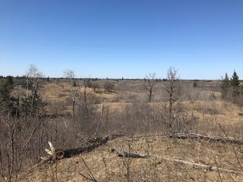 Best 10 Hikes and Trails in Spruce Woods Provincial Park | AllTrails