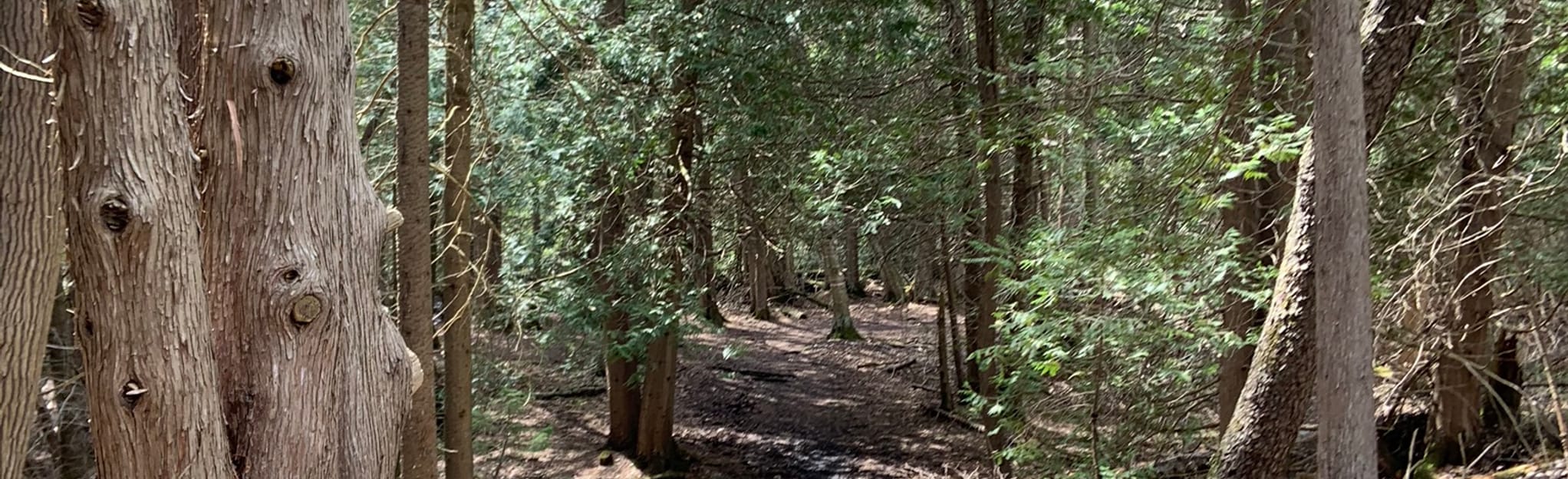 Goodrich-Loomis Junior Loop, Ontario, Canada - 25 Reviews, Map | AllTrails