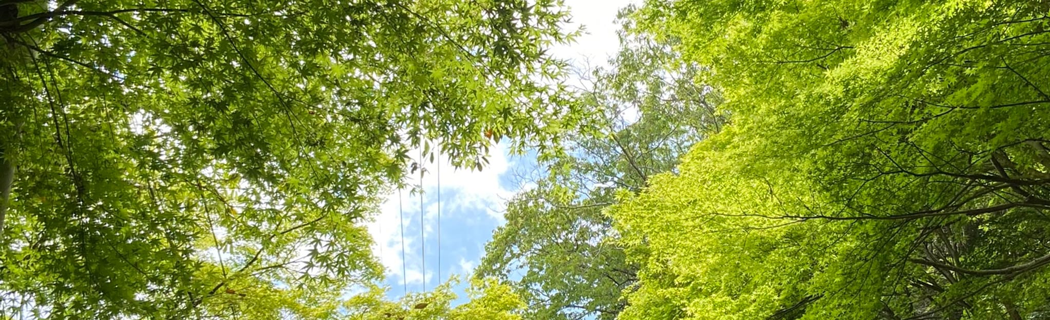 Settsukyo Park - Mount Konpira Loop: 41 foto's - Osaka, Japan ...