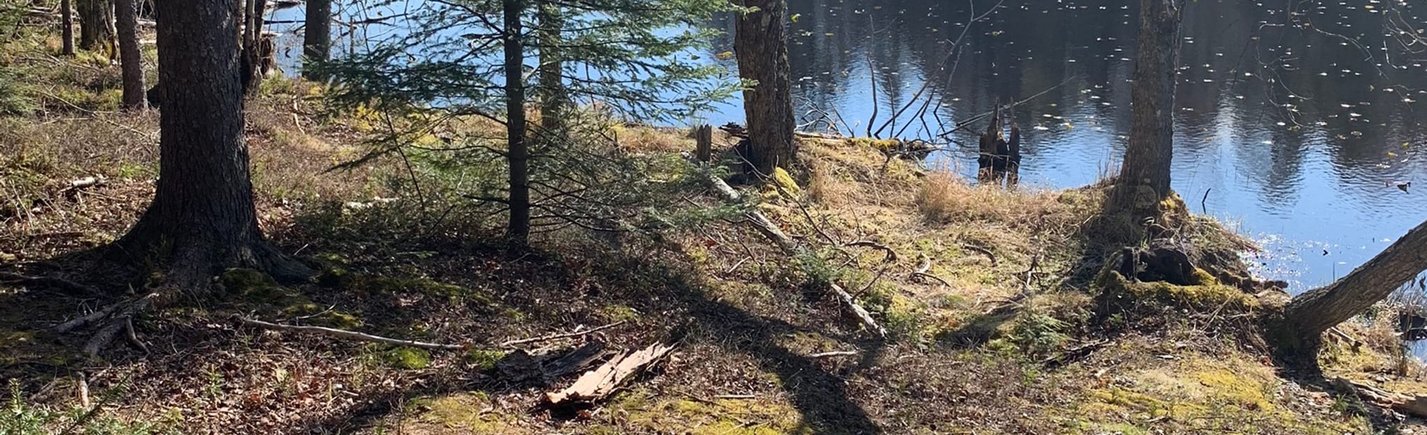 Newcomb Pond Trail via Dyken Pond Road, New York - 28 Reviews, Map ...